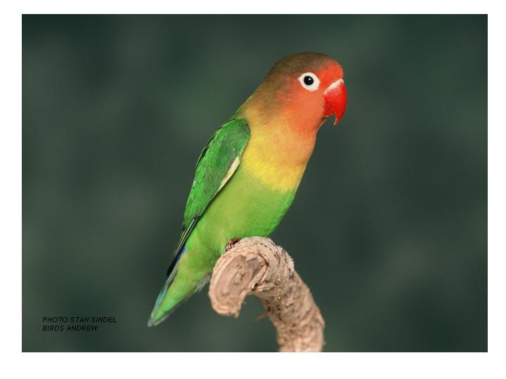 Hybrid Lovebirds – The African Lovebird Society of Australia Inc