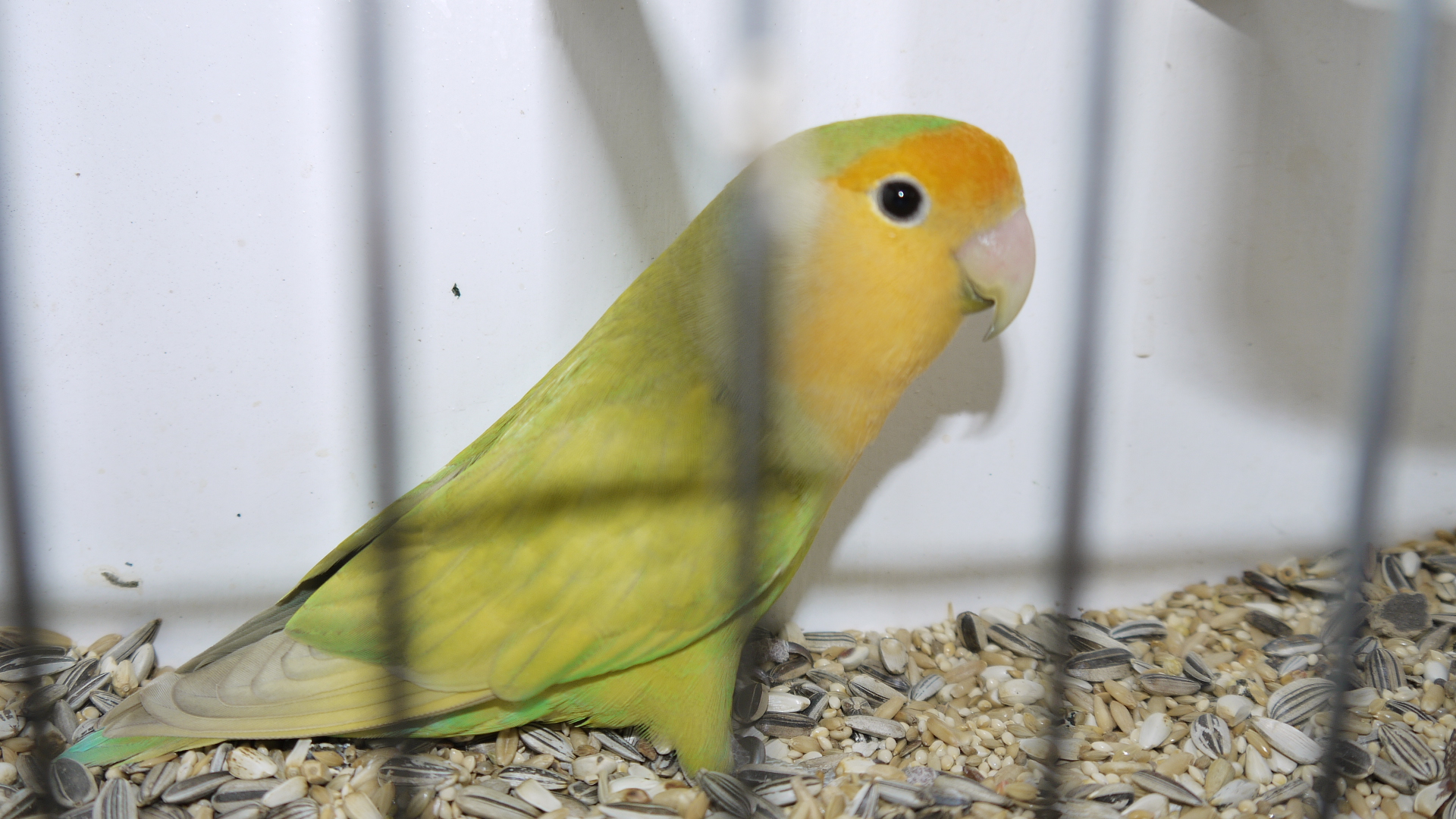 Photo Gallery – The African Lovebird Society of Australia Inc