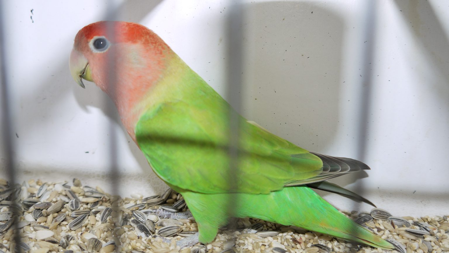 Photo Gallery – The African Lovebird Society of Australia Inc