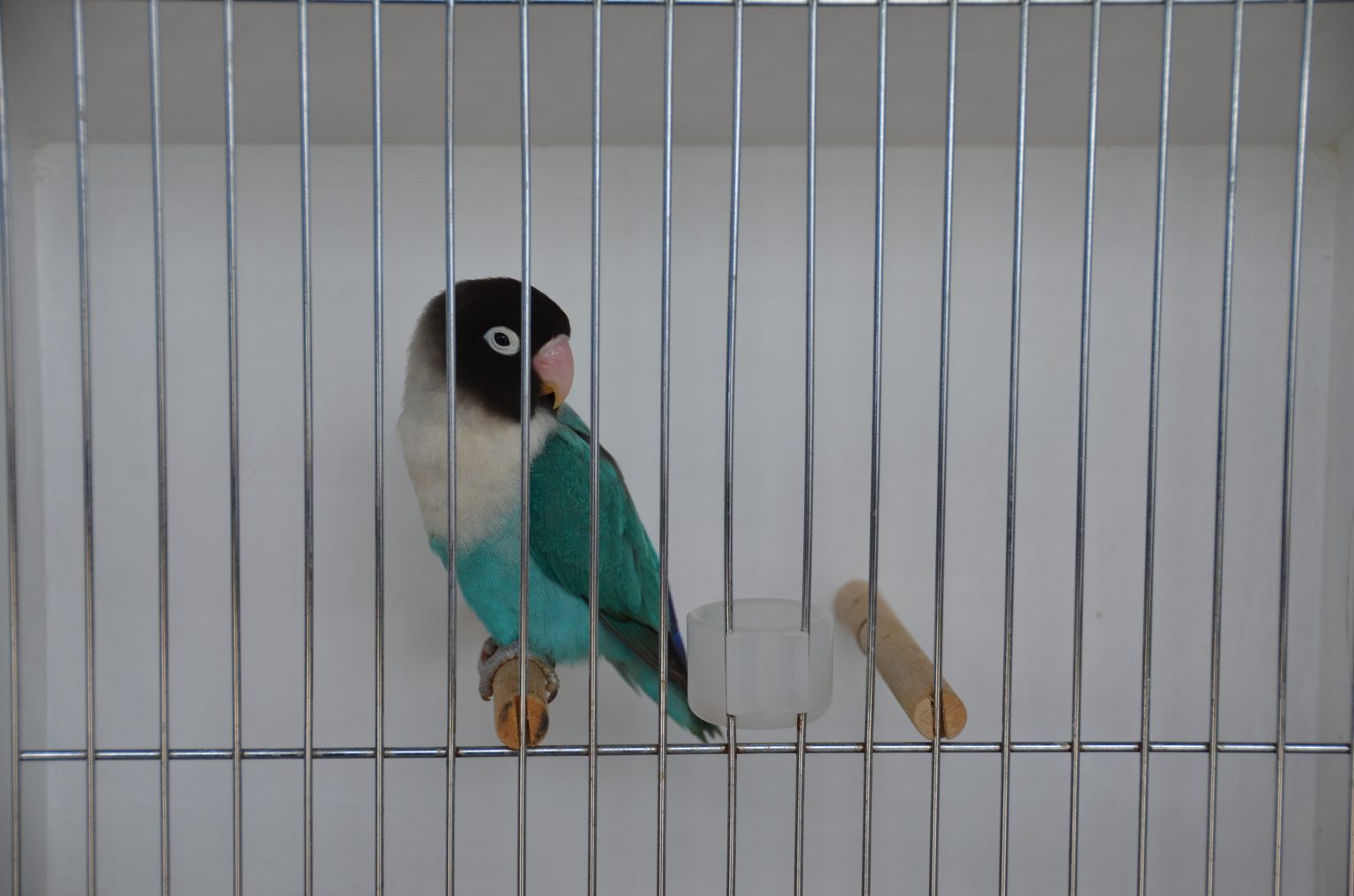 Photo Gallery – The African Lovebird Society of Australia Inc