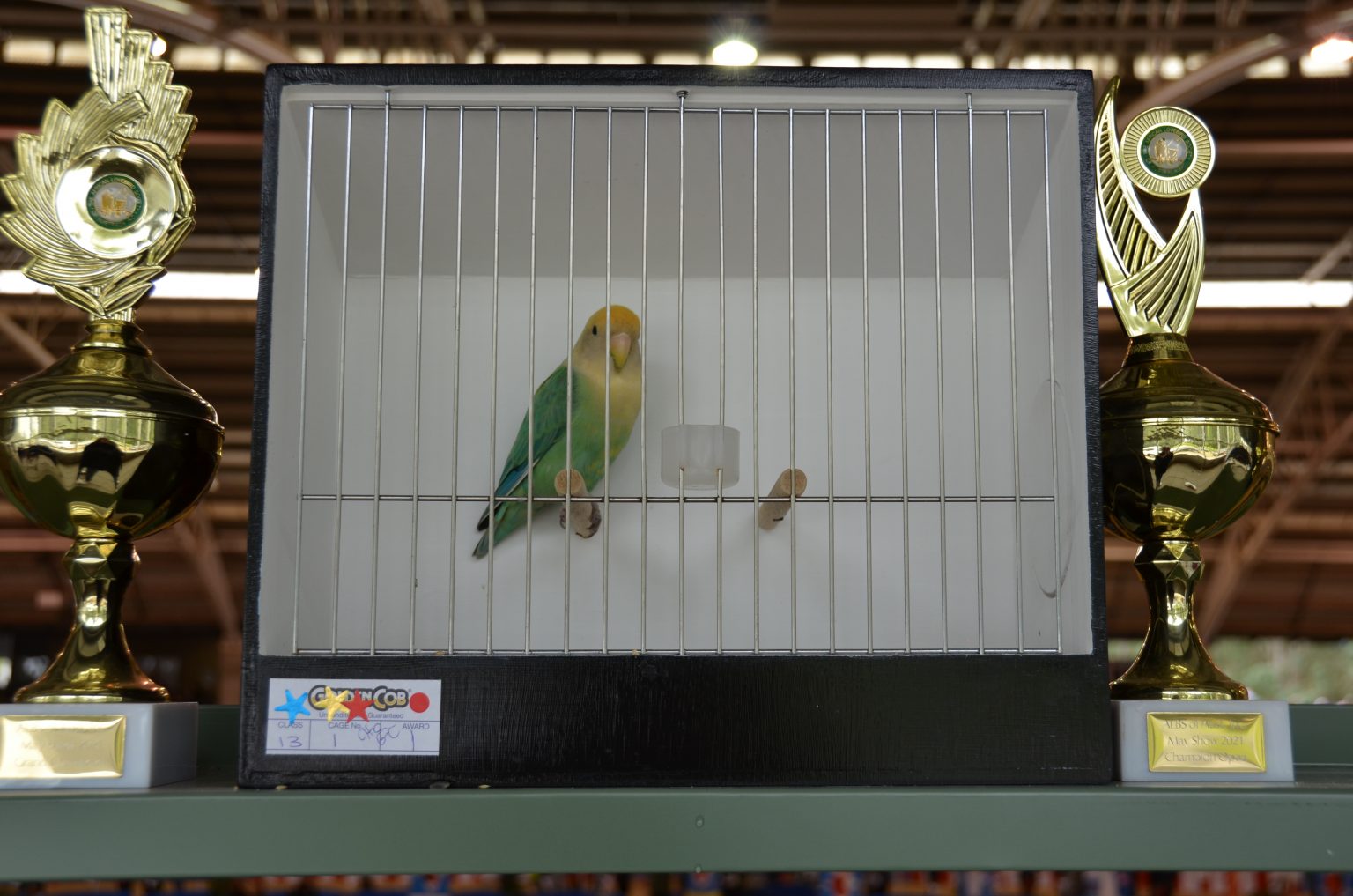 Photo Gallery – The African Lovebird Society of Australia Inc