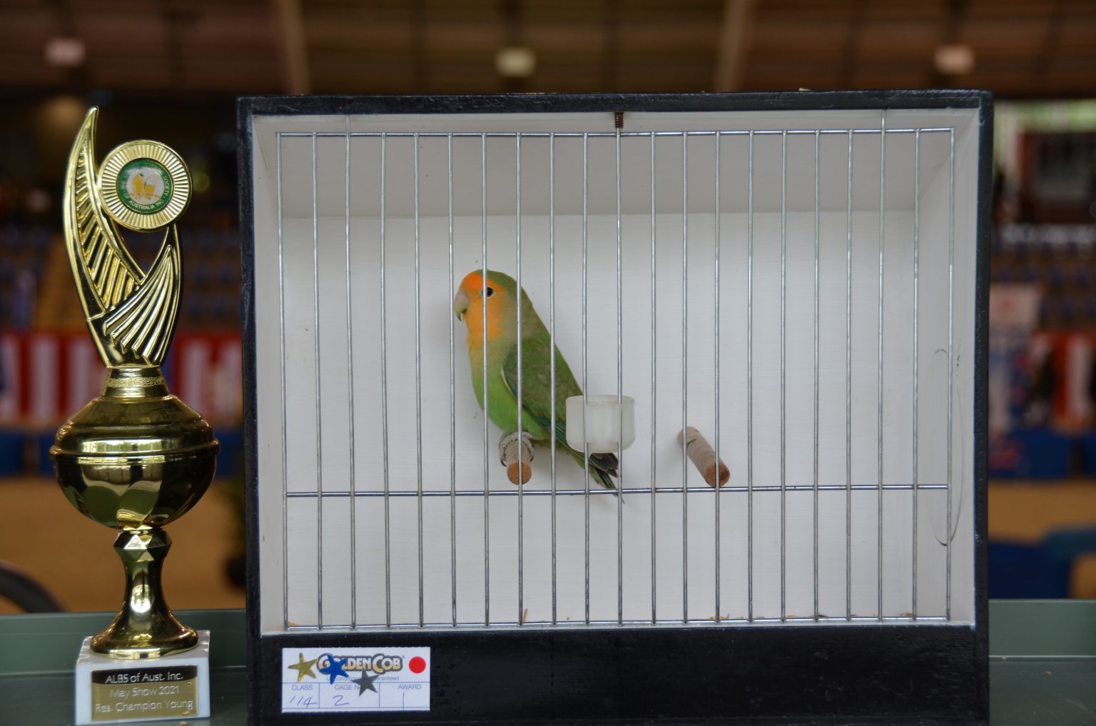 Photo Gallery – The African Lovebird Society of Australia Inc