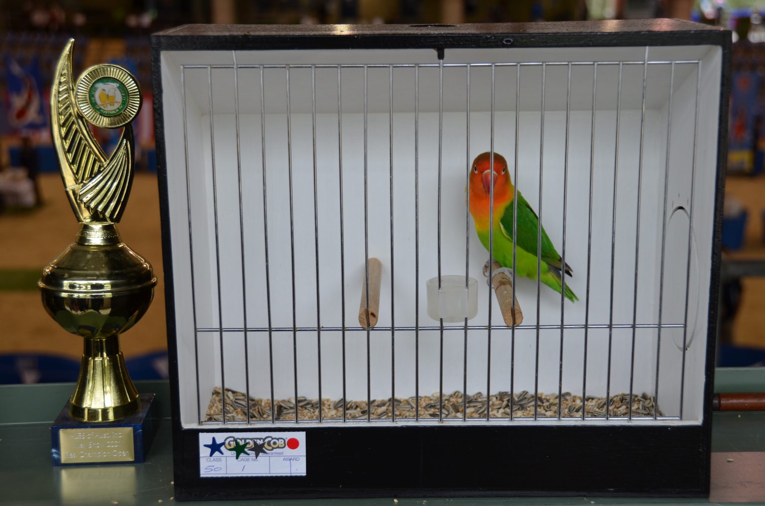 Photo Gallery – The African Lovebird Society of Australia Inc
